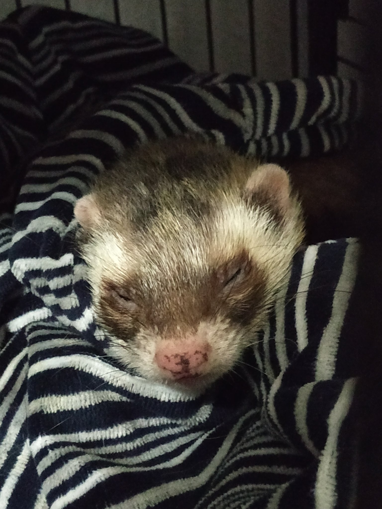 Confirman caso de hurón contagiado de Covid en EU – Cafe Negro Portal