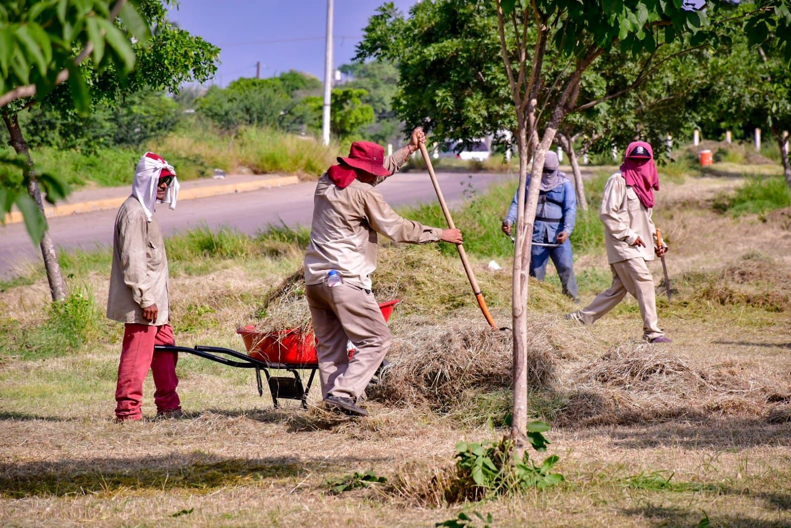 Gobierno de Mazatlánl realiza jornadas de embellecimiento en camellones ...